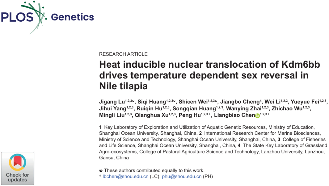 专家点评 PLOS Genet︱上海海洋大学陈良标/胡鹏团队揭示Kdm6bb核转位驱动罗非鱼温度性逆转新机制